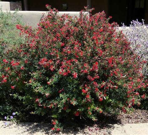 Growing Calliandra Californica Baja Fairy Duster