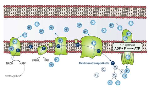 Einfache Mitochondrien