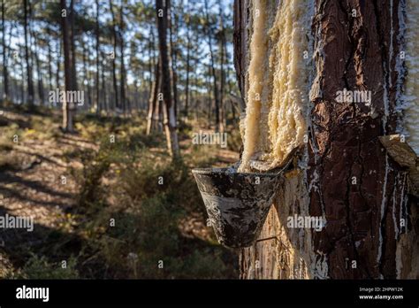 Extraction Of Natural Resin From Pine Tree Trunks In Ovar Portugal Stock Photo Alamy