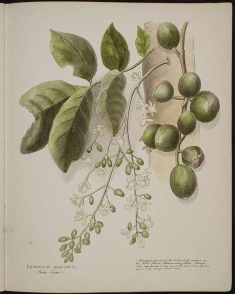 New Zealand Berries Emily Cumming Harris