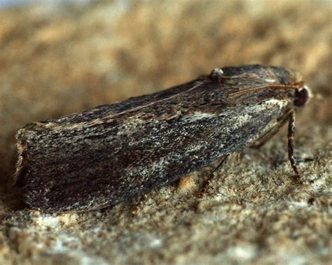 Galleria mellonella - Facts, Diet, Habitat & Pictures on Animalia.bio