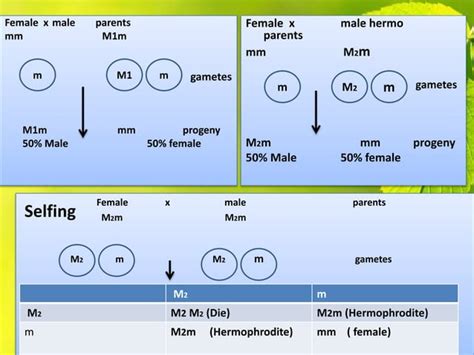 Sex Determination In Plants PPTX Reproductive Health Diseases And Conditions