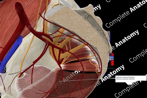 Inferior Vesical Artery Complete Anatomy