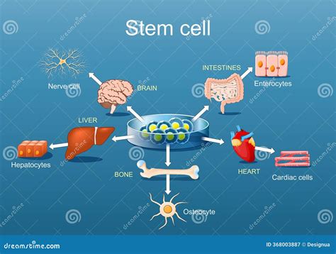 Hepatocyte Cell Structure Diagram Medical Science Cartoon Vector 304903111