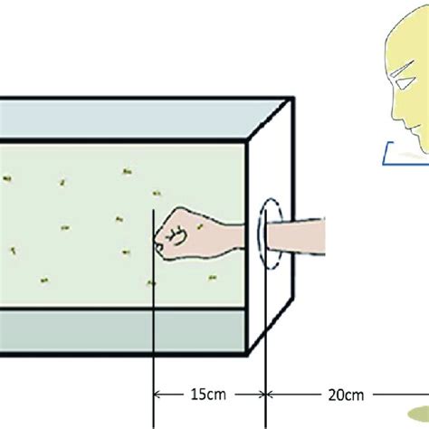 The Schematic Diagram For Behavioral Experiment Download Scientific