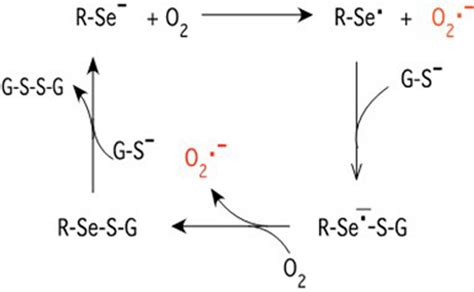 Equation Of The Selenide Anion Reduction Pathway And Generation Of