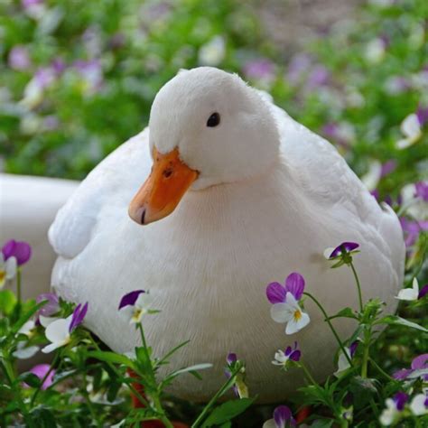 How To Incubate Duck Eggs For Beginners