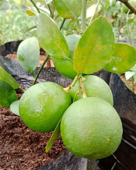 Mengenal 6 Jenis Jeruk Yang Paling Populer Di Indonesia Nibble