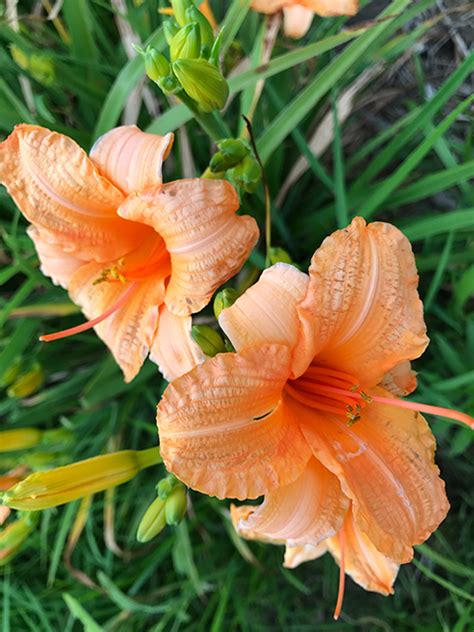 Apricot Sparkles Reblooming Daylily Reblooming Beauties Reblooming