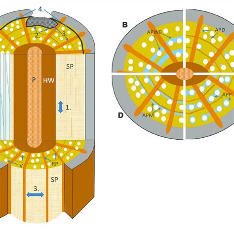 Schematic Drawing Illustrating The Four Walls Of The Codit Model A