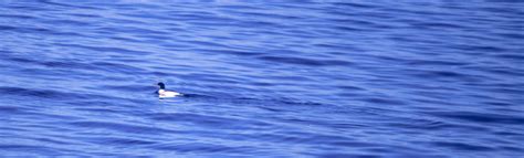 debugging using breakpoint hit count for fun and profit