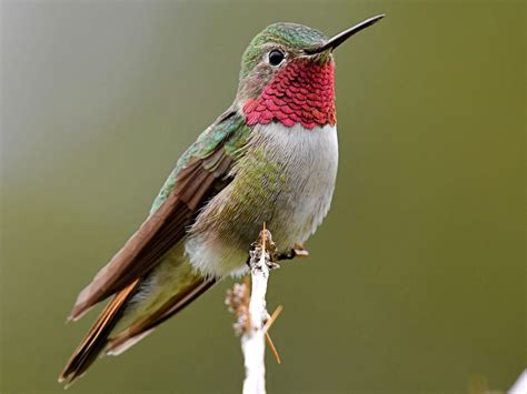 8 Types Of Hummingbirds In Montana Pictures And Identification