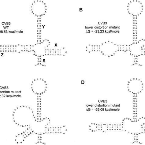 M Fold Structure Predictions Predicted Rna Secondary Structures For