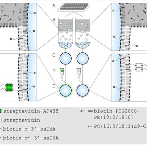 Schematic Representation Of The Self Assembly Process And Micrographs