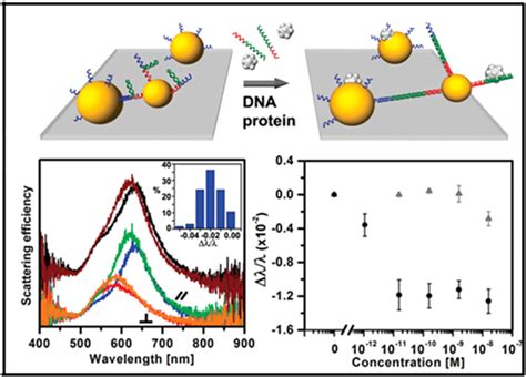 Schematic Illustration Of Dna Sensing By A Dimer Proteins Display