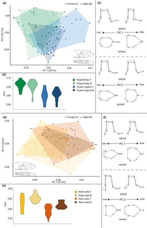 Size And Shape Analysis Of The Pectoral Girdle For Marine And Download Scientific Diagram