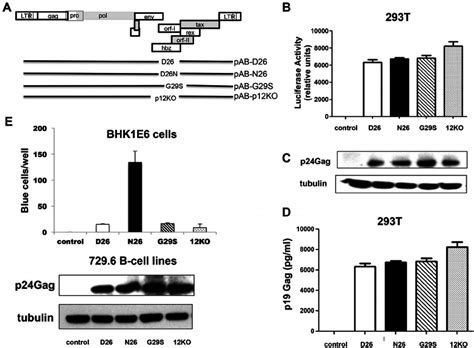 Mutant Viruses Produce Equivalent Levels Of Gag Protein But The Virus