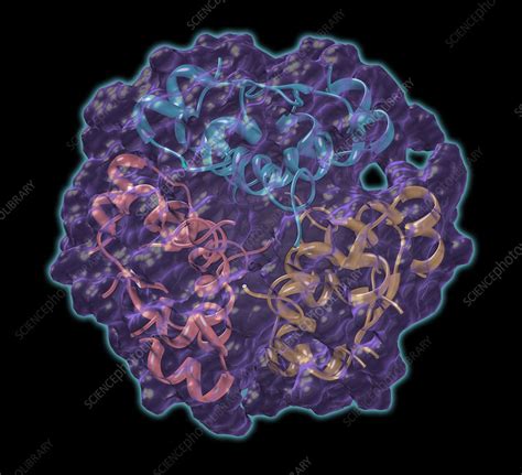 Insulin Hexamer Stock Image F0315856 Science Photo Library