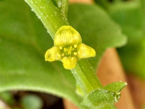 A Small Inconspicuous Yellow Green Flower Of The Spinach Plant Known By The Scientific Name Of