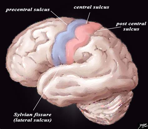 Central Sulcus The Common Vein