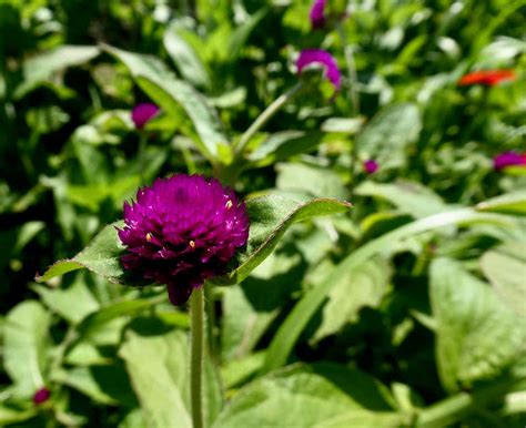Gomphrena Globosa Identification Health Benefits Uses Invasive