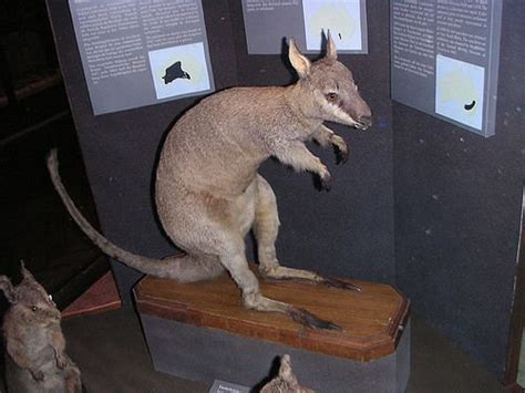 Toolache Wallaby Alchetron The Free Social Encyclopedia