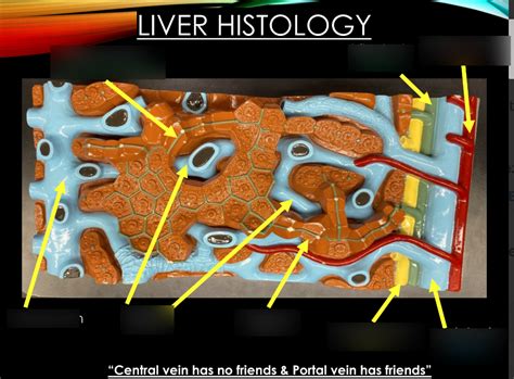 Liver Histology Diagram Quizlet