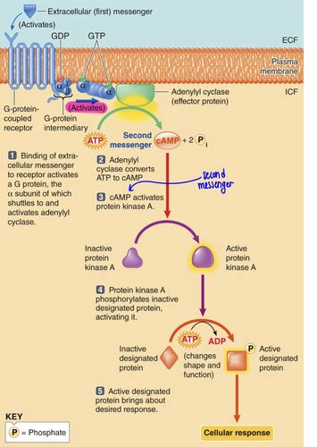Endocrine Hormones And Cell Signaling Flashcards Quizlet
