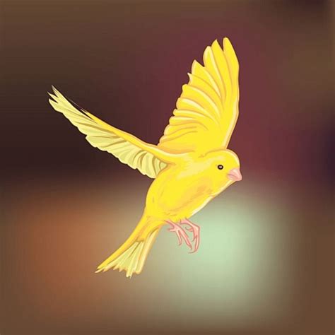 Canary Bird Fly Over 1 619 Royalty Free Licensable Stock Illustrations