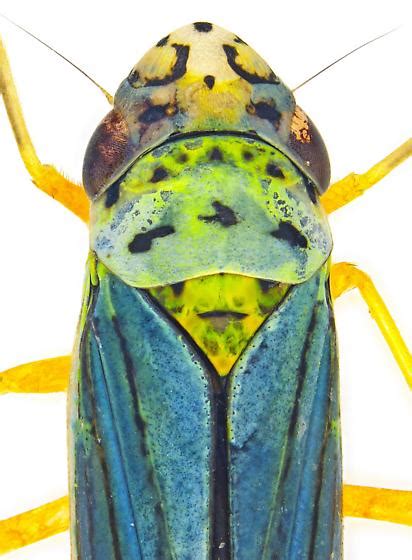 Graphocephala Atropunctata Graphocephala Atropunctata Bugguide Net