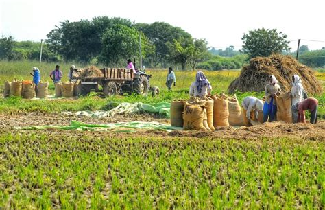 Some Policy Options To Revive Agriculture The Hindu Businessline