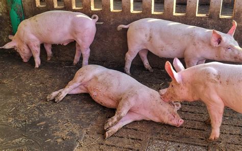 Allgemeines Plattform Schwein