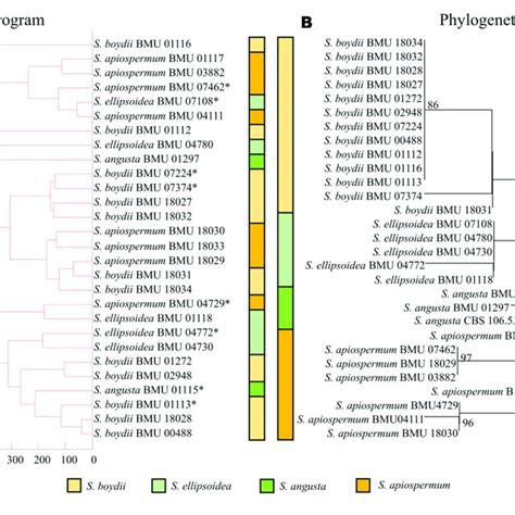 a main spectrum profile msp dendrogram of 28 scedosporium