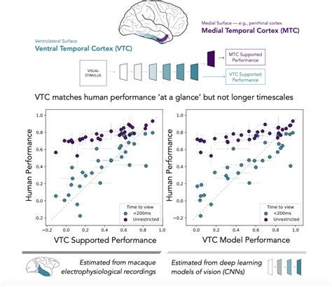 Integrating Neural Systems For Visual Perception The Role Of Ventral