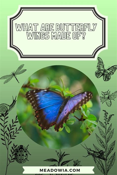What Are Butterfly Wings Made Of The Anatomy Explained