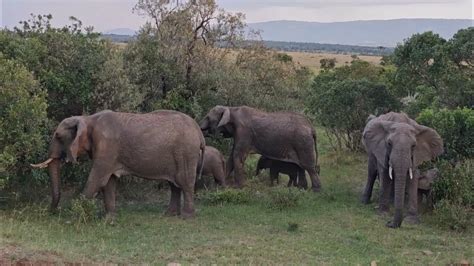 아프리카 케냐 마사이마라 국립공원 Youtube