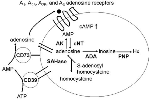 Pathways Of Adenosine Formation Download Scientific Diagram