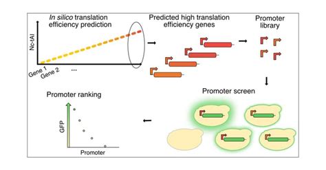 Louise La Barbera Kastberg On Linkedin Codon Trna Coadaptation Bias