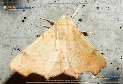 Maple Spanworm Moth