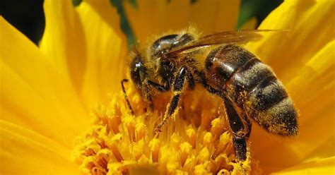 Pollinator Week Is Coming Wired