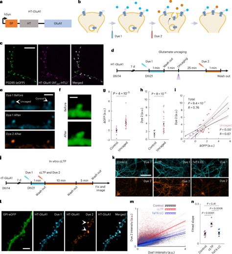Epsilon A Method For Pulse Chase Labeling To Probe Synaptic Ampar Doyeon Kim