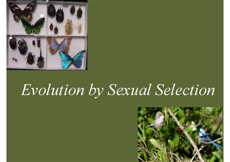 Bs11002 Sexual Selection Evolution By Sexual Selection Variation