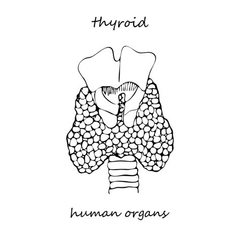 Premium Vector Thyroid Structure And Parts Handdrawn Icon Isolated On