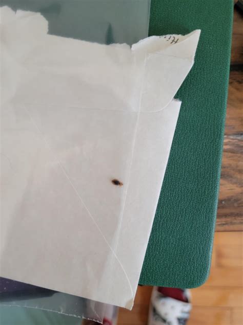 Male Or Female Stage Rbedbugs