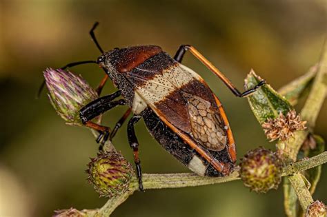 Premium Photo Adult Bordered Plant Bug
