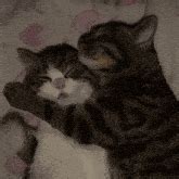 Cats Sleeping In Same Bed