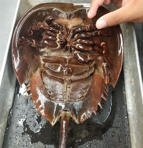 Exercise 13 Merostomata P1 Diagram Quizlet