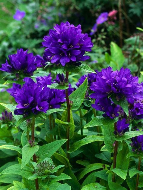 Purple Flowers That Grow In Shade
