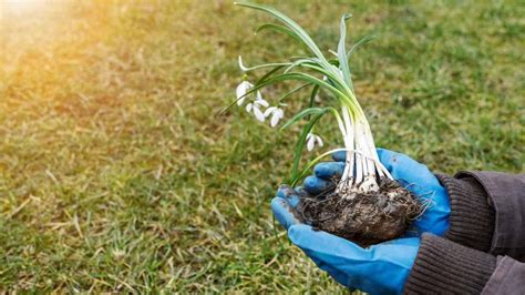How To Plant Grow And Care For Snowdrop Flower Galanthus