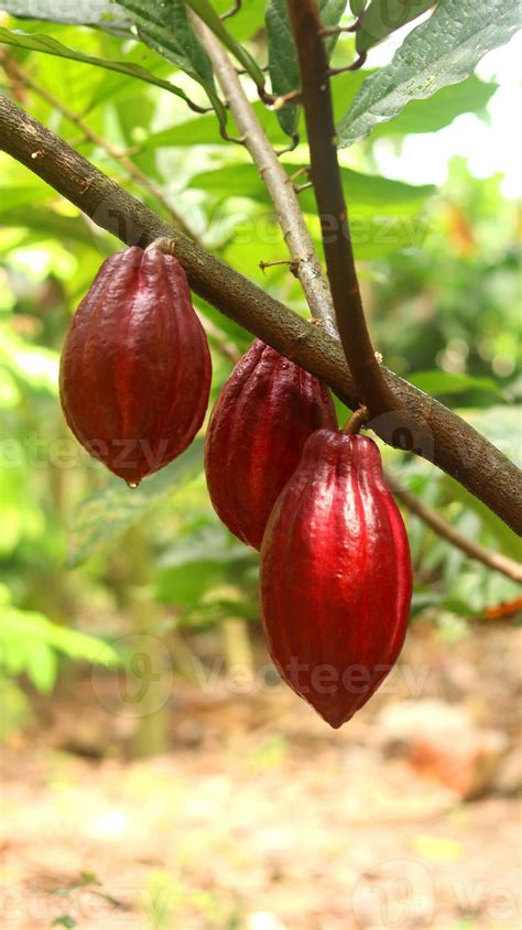 Red Cocoa Pod On Tree In The Field Cocoa Or Theobroma Cacao L Is A Cultivated Tree In Red Cocoa Pod On Tree In The Field Cocoa Or Theobroma Cacao L Is A Cultivated Tree In